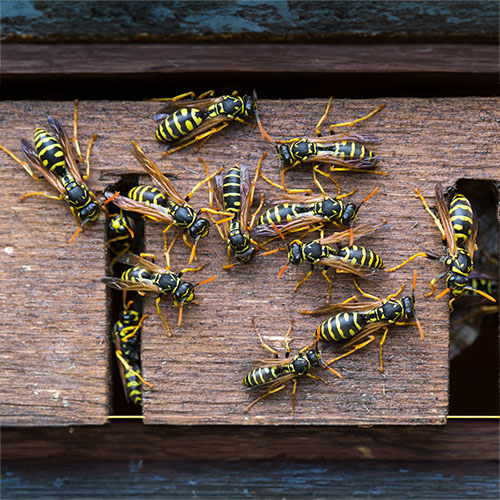 Wespen entfernen – Kammerjäger365